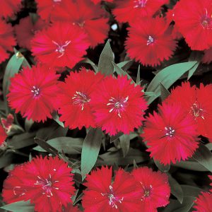 Dianthus Seed - Griffin Greenhouse Supplies