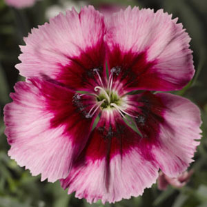 Dianthus Seed - Griffin Greenhouse Supplies