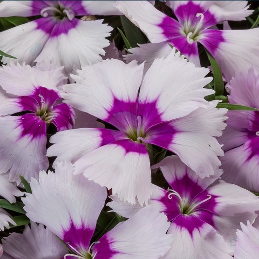 Dianthus Seed - Griffin Greenhouse Supplies
