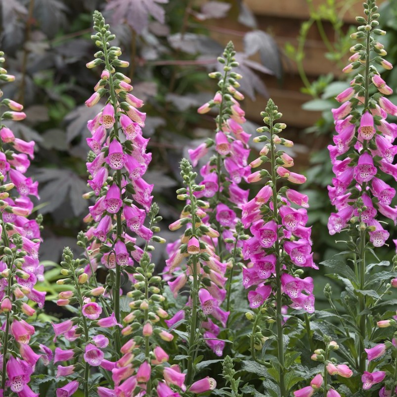 Digitalis Seed - Griffin Greenhouse Supplies