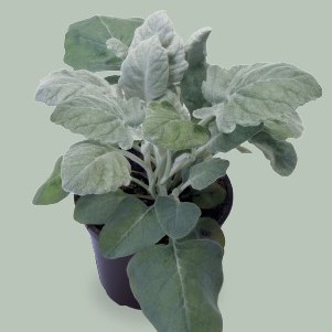Dusty Miller Seed - Griffin Greenhouse Supplies