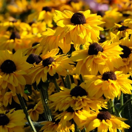 Echibeckia Summerina Glow Sun's Up 32/32 GC Fast-Track - Griffin ...