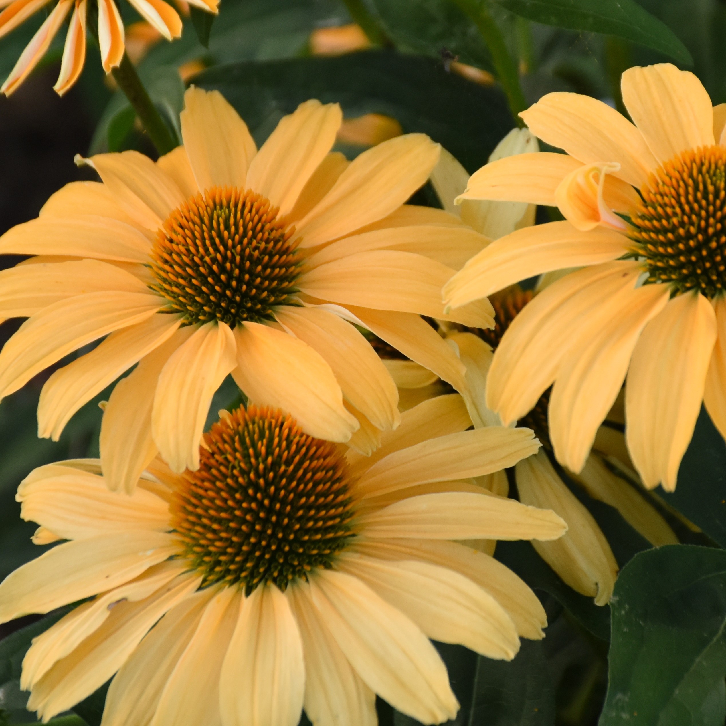 Echinacea Color Coded One In A Melon 128/128 Plug PW 12 Tray Min ...