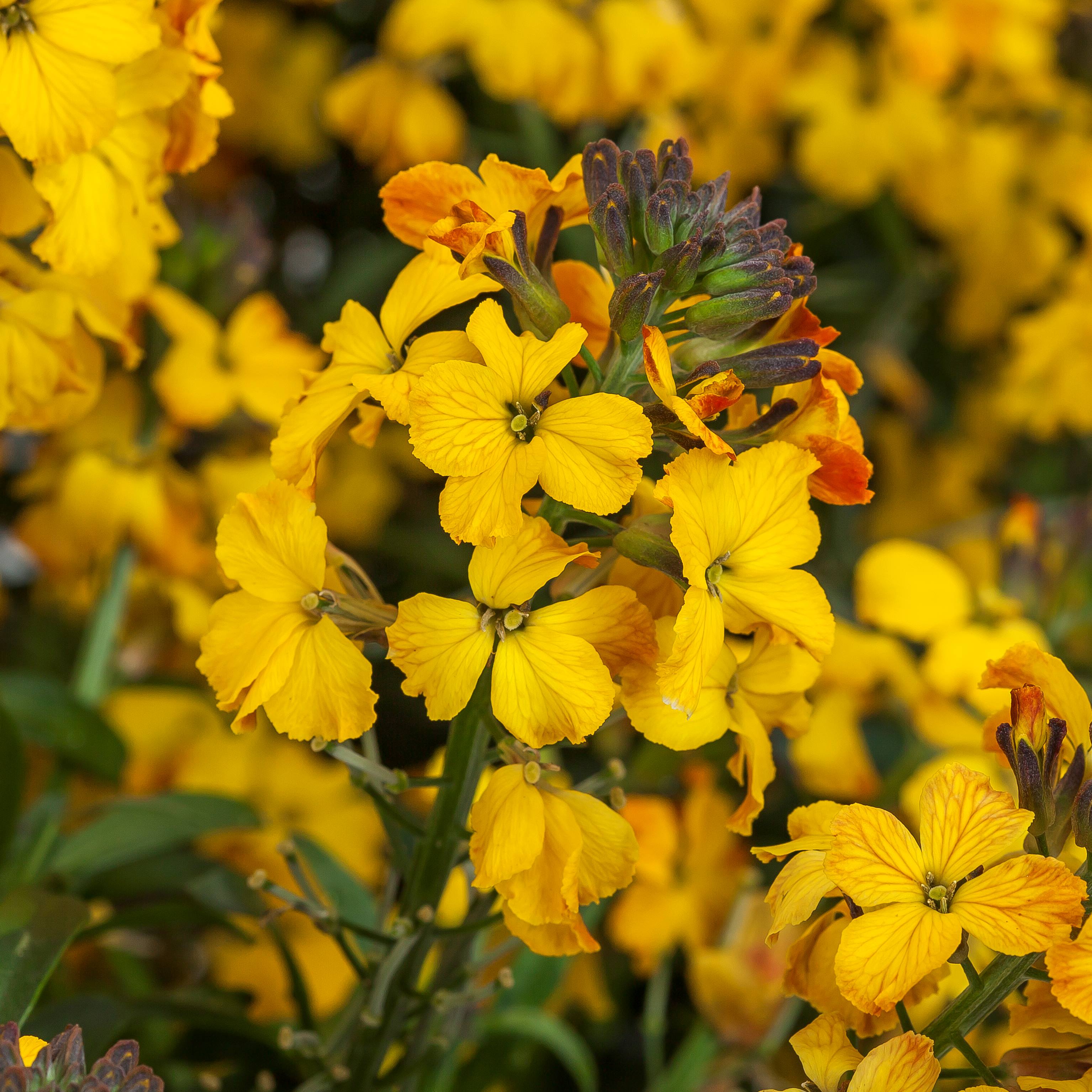 Erysimum - Griffin Greenhouse Supplies