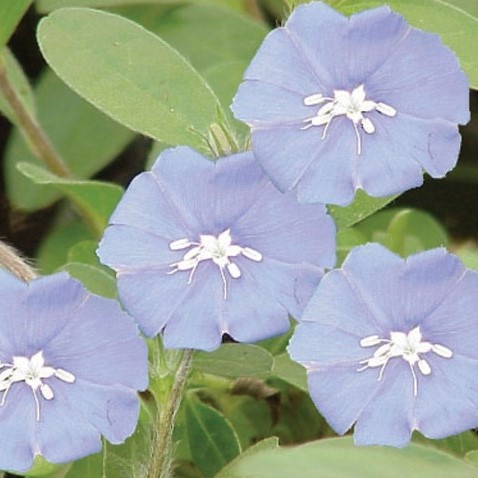 Evolvulus Hawaiian Blue Eyes 102/100 Tray - Griffin Greenhouse Supplies