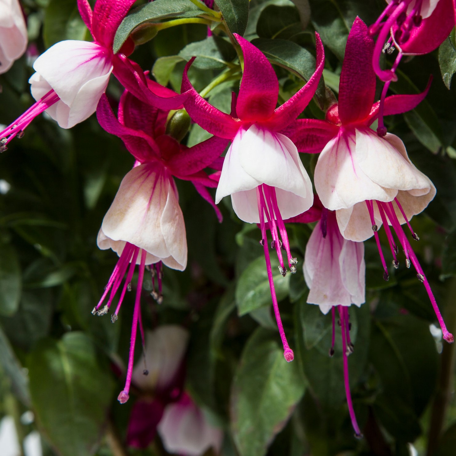 Fuchsia Windchimes Neon White Upright 51/51 Tray - Griffin Greenhouse ...