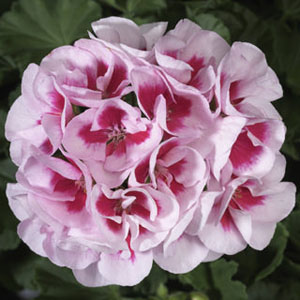 Syngenta Flowers Geraniums Unrooted - Griffin Greenhouse Supplies