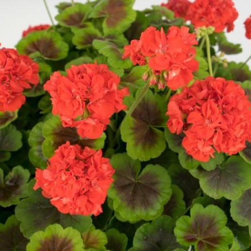 Geranium Fire Brocade 104/100 URC Mexico - Griffin Greenhouse Supplies