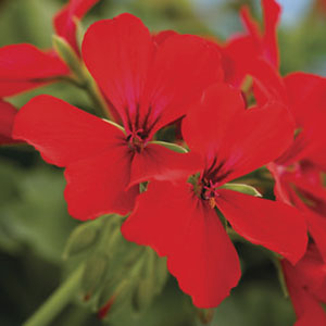 Syngenta Flowers Geraniums Unrooted - Griffin Greenhouse Supplies