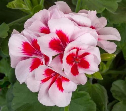 Syngenta Flowers Geraniums Callused Cuttings - Griffin Greenhouse Supplies
