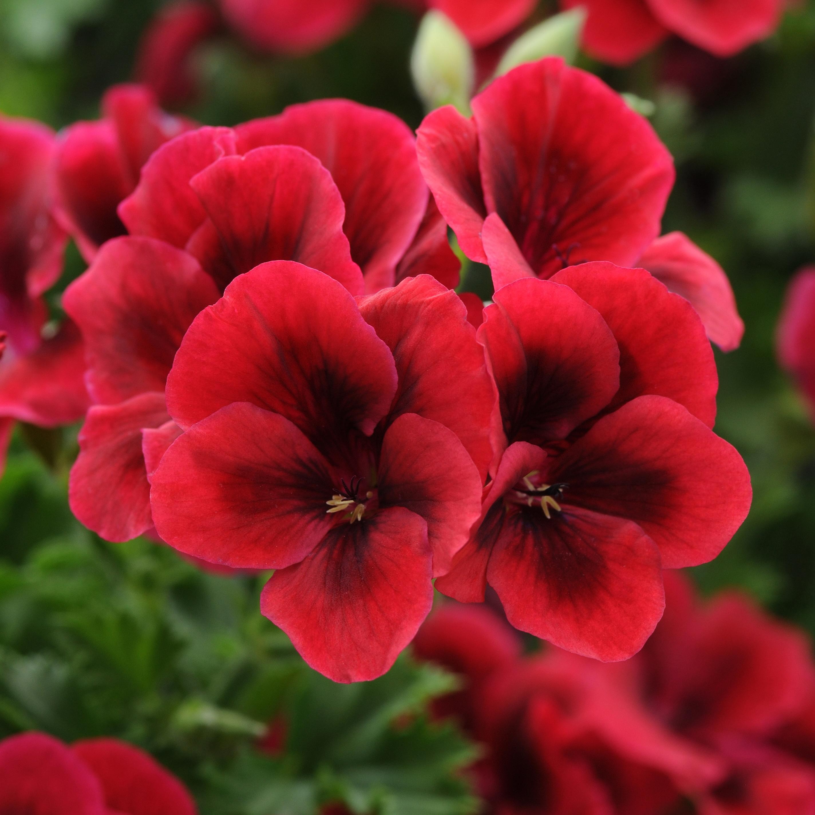 Vivero Internacional Geraniums Unrooted & CC - Griffin Greenhouse Supplies