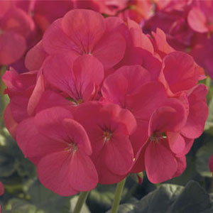 Geranium Seed - Griffin Greenhouse Supplies
