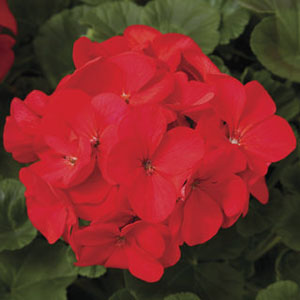 Geranium Seed - Griffin Greenhouse Supplies