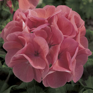 Geranium Seed - Griffin Greenhouse Supplies