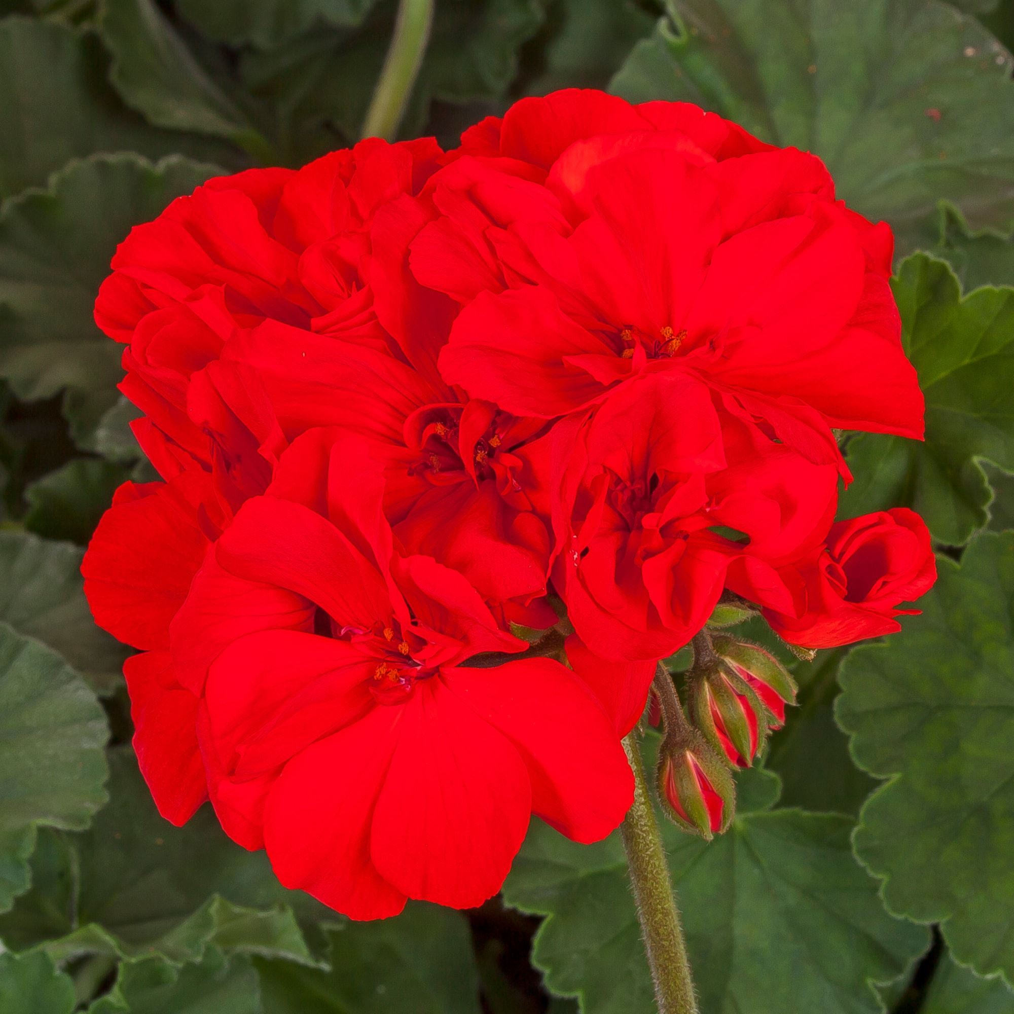 Syngenta Flowers Geraniums Callused Cuttings - Griffin Greenhouse Supplies