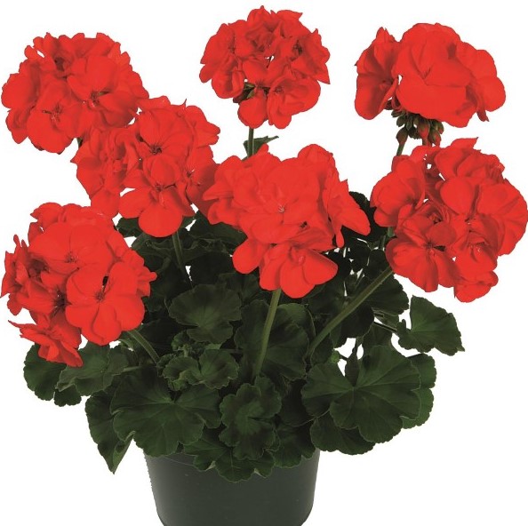 Dummen Orange Geraniums Unrooted - Griffin Greenhouse Supplies