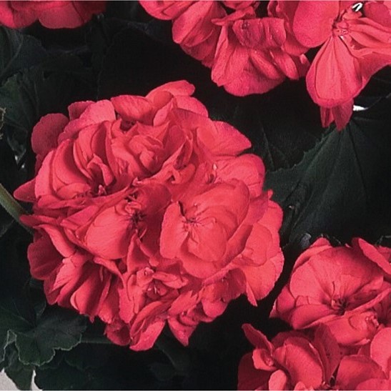 Geranium Patriot Watermelon 72/70 Tray - Griffin Greenhouse Supplies