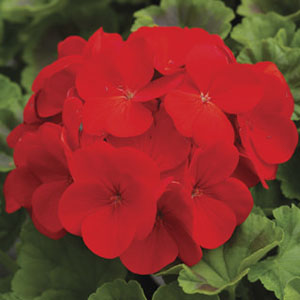Geranium Seed - Griffin Greenhouse Supplies