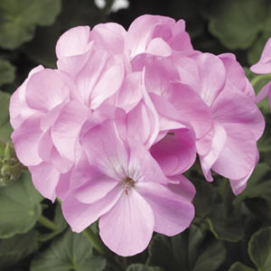 Geranium Seed - Griffin Greenhouse Supplies