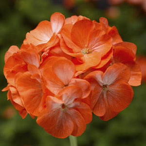 Geranium Seed - Griffin Greenhouse Supplies