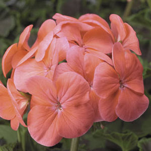Geranium Seed - Griffin Greenhouse Supplies