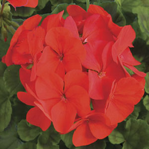 Geranium Seed - Griffin Greenhouse Supplies