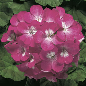 Geranium Seed - Griffin Greenhouse Supplies