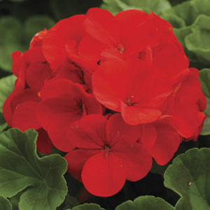 Geranium Seed - Griffin Greenhouse Supplies