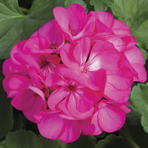 Syngenta Flowers Geraniums Unrooted - Griffin Greenhouse Supplies