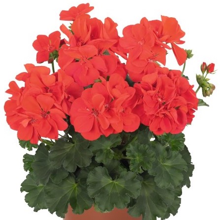 Dummen Orange Geraniums Rooted - Griffin Greenhouse Supplies