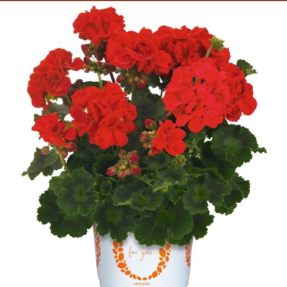 Dummen Orange Geraniums Unrooted - Griffin Greenhouse Supplies