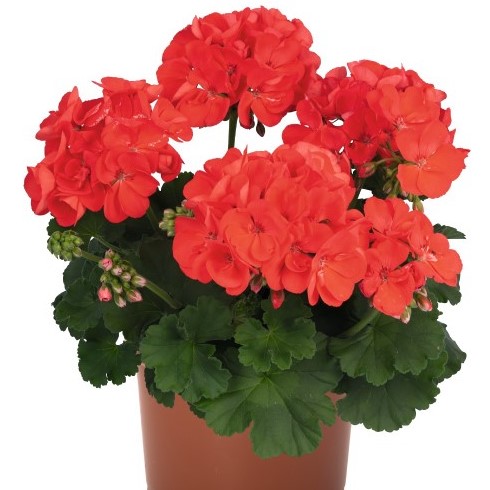 Geranium Survivor Orange 2022 102/100 URC AutoStix Mexico - Griffin ...
