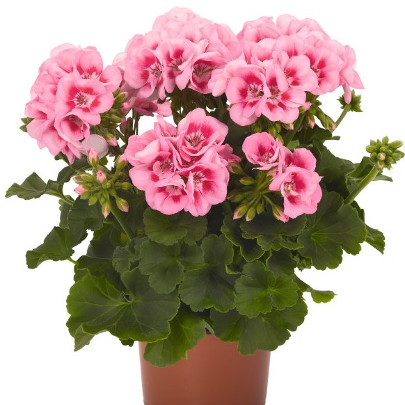 Dummen Orange Geraniums Unrooted - Griffin Greenhouse Supplies