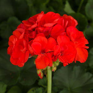 Syngenta Flowers Geraniums Callused Cuttings - Griffin Greenhouse Supplies