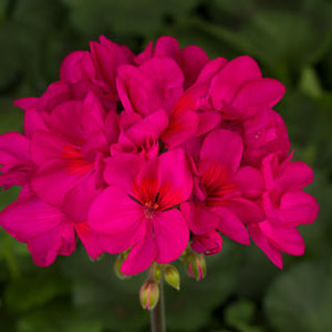 Syngenta Flowers Geraniums Unrooted - Griffin Greenhouse Supplies