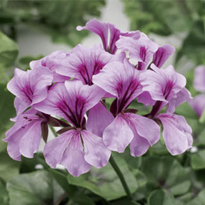 Geranium Seed - Griffin Greenhouse Supplies