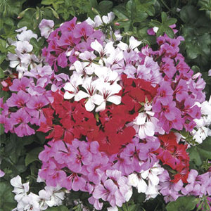 Geranium Seed - Griffin Greenhouse Supplies