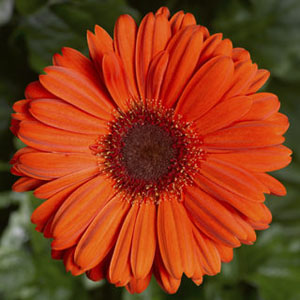 Gerbera Seed - Griffin Greenhouse Supplies