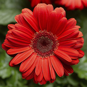 Gerbera Seed - Griffin Greenhouse Supplies