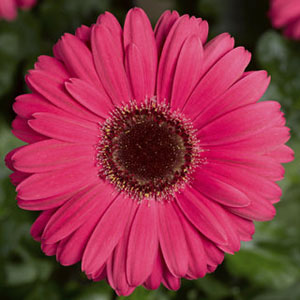 Gerbera Seed - Griffin Greenhouse Supplies