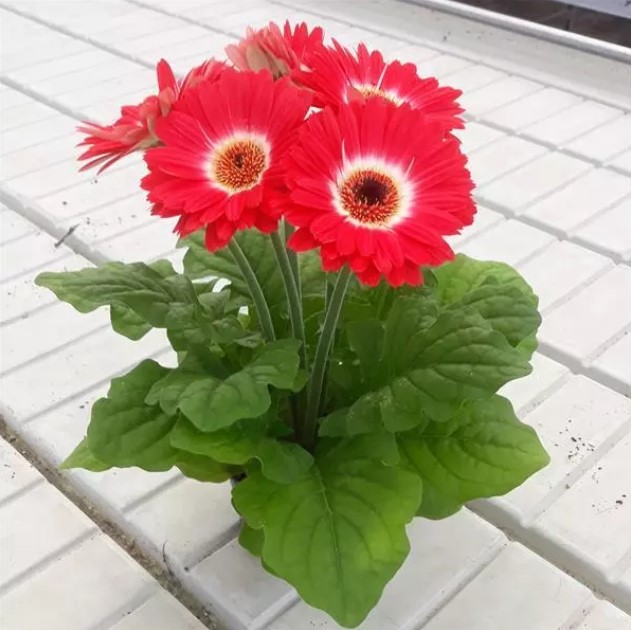 Gerbera Colorbloom Red White Bicolor CTD - Griffin Greenhouse Supplies