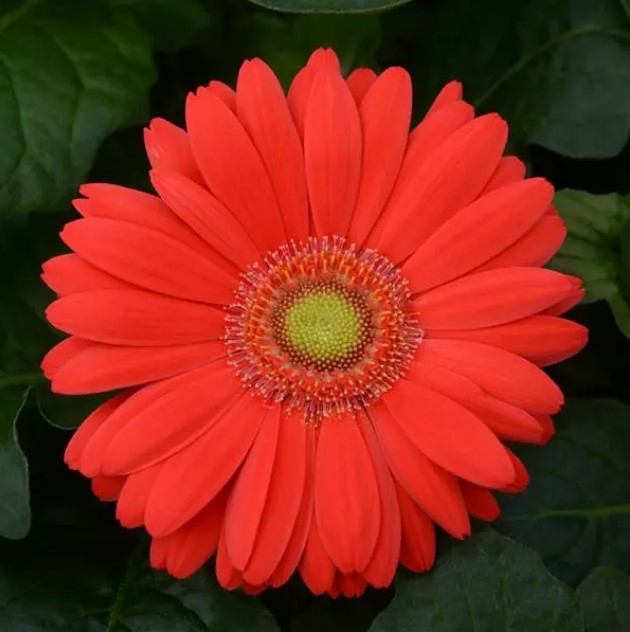 Gerbera Seed - Griffin Greenhouse Supplies