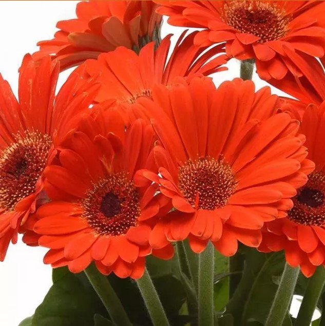 Gerbera Colorbloom Deep Orange Dark Eye CTD - Griffin Greenhouse Supplies
