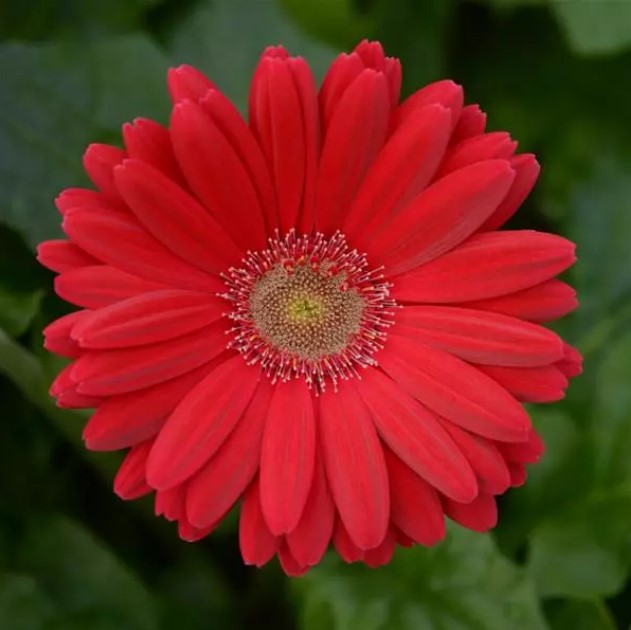 Gerbera Seed - Griffin Greenhouse Supplies