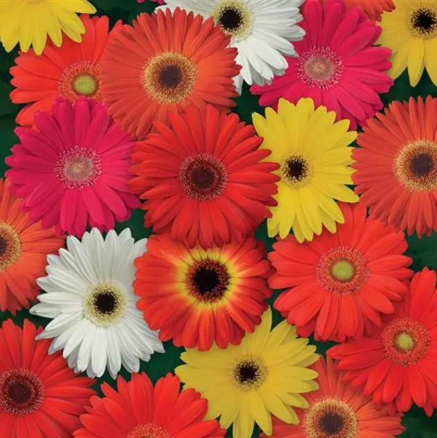 Gerbera Seed - Griffin Greenhouse Supplies