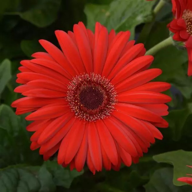 Gerbera Seed - Griffin Greenhouse Supplies