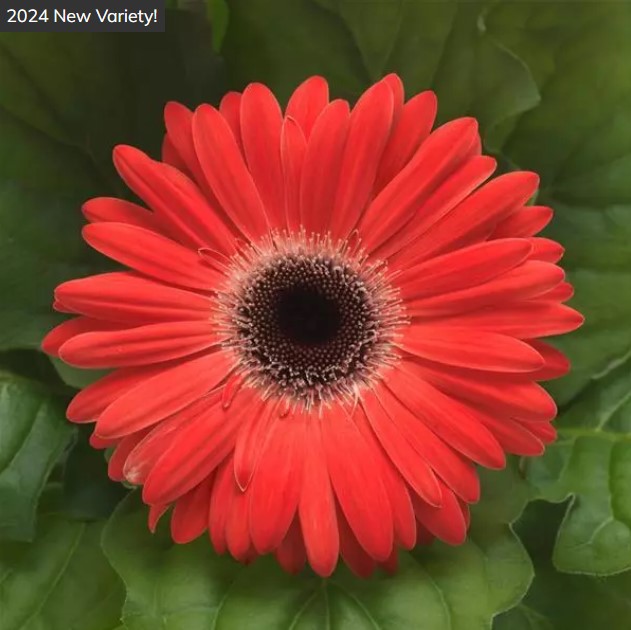 Gerbera Colorbloom Watermelon Dark Eye CTD - Griffin Greenhouse Supplies