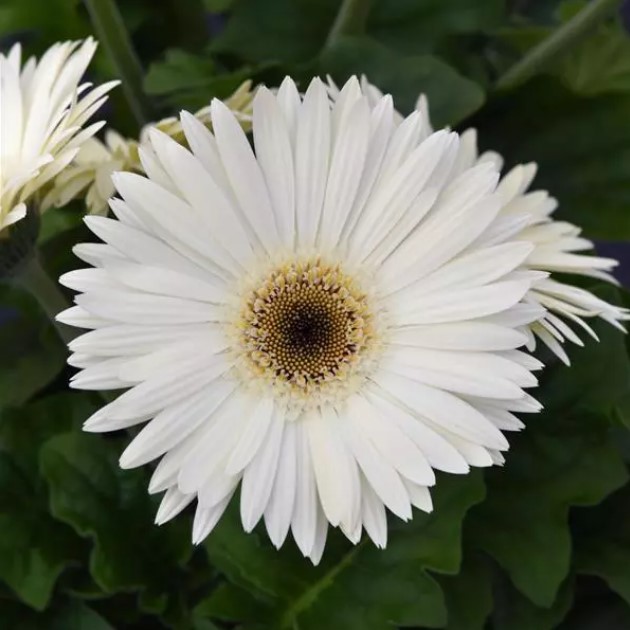 Gerbera Seed - Griffin Greenhouse Supplies