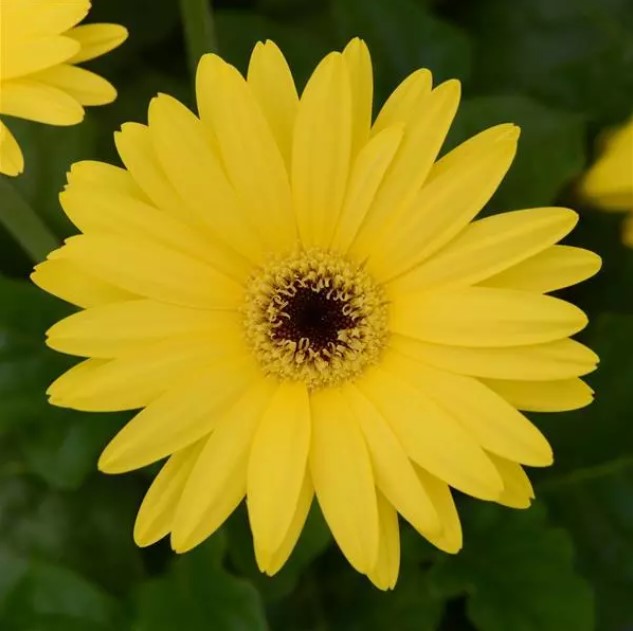 Gerbera Colorbloom Yellow Dark Eye CTD - Griffin Greenhouse Supplies