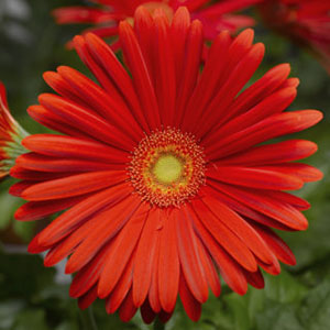 Gerbera Seed - Griffin Greenhouse Supplies